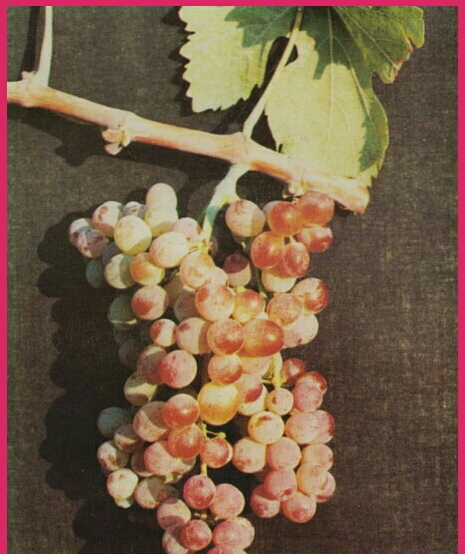 Agoùmastos – Αγούμαστος – VITE DI VINO