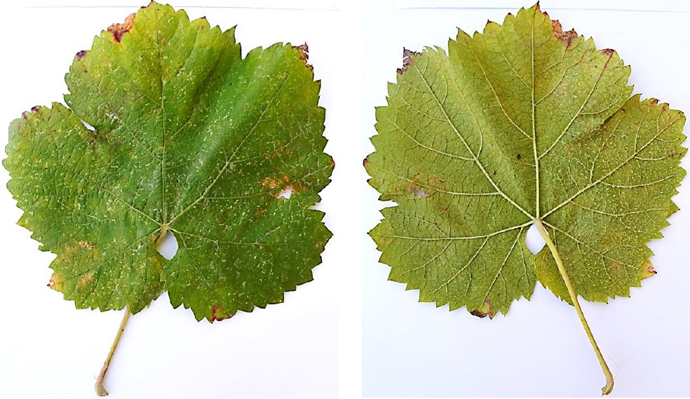 Kalogries (Suore) – Καλόγριες – VITE DI VINO