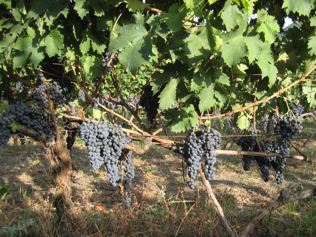 Koumari – Κουμάρι – VITE DI VINO